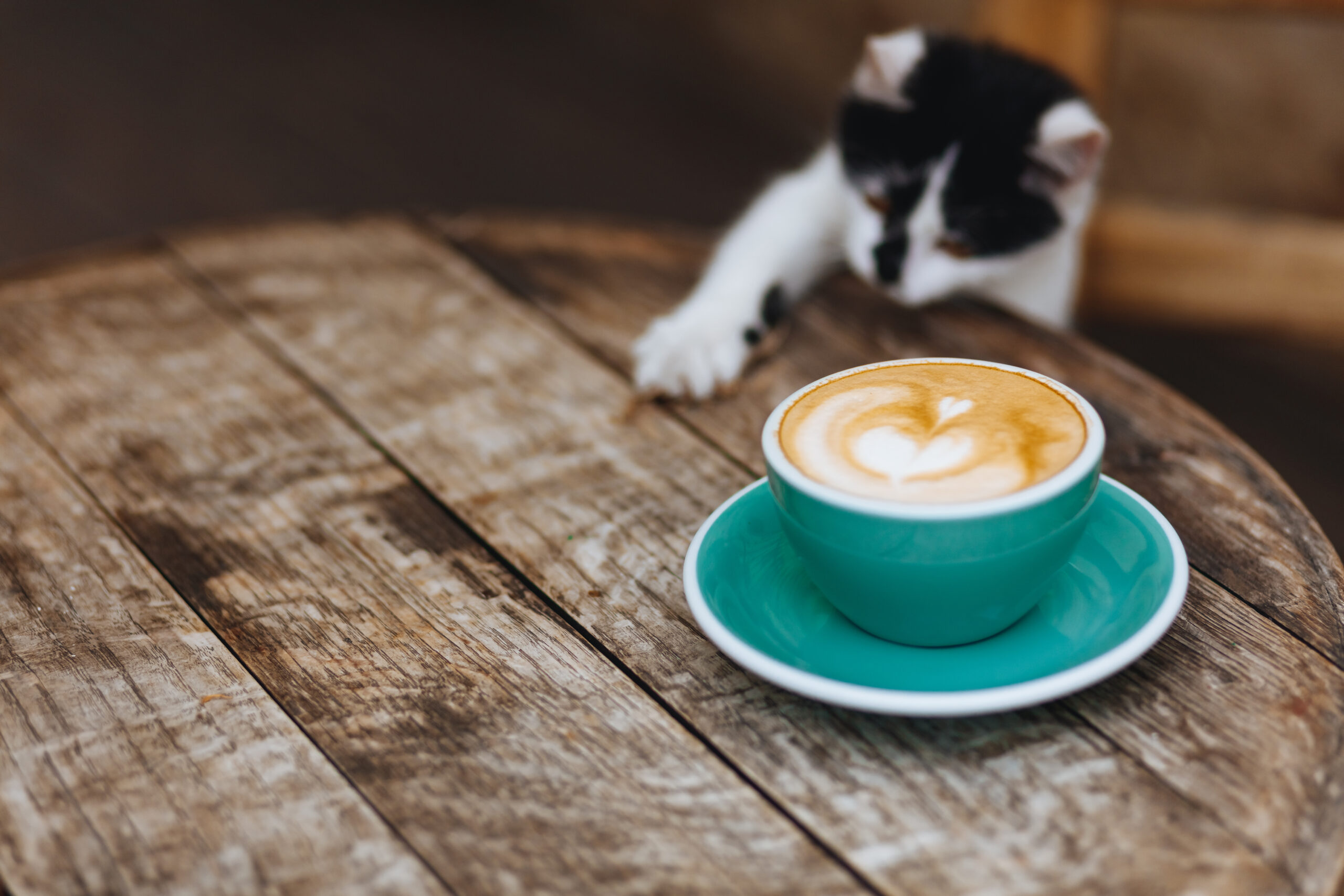 Kitty Brew Cat Cafe | Coffee, Cats & Adoptions Near Cincinnati, OH